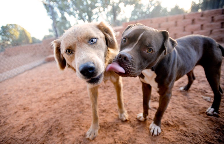 Dog from Fighting Bust Socialized | Best Friends Animal Society