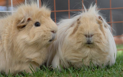 Guinea Pig Enrichment & Diet | Best Friends Animal Society