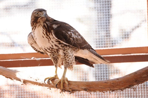 Hawk Rescue and Rehabilitation | Best Friends Animal Society