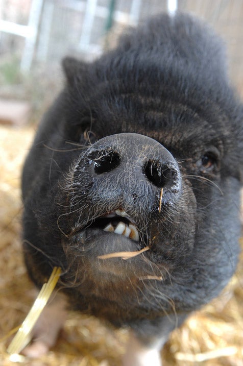 Rescued Abandoned Pig | Best Friends Animal Society