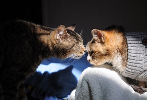 Farewell, Wolfi | Best Friends Animal Society