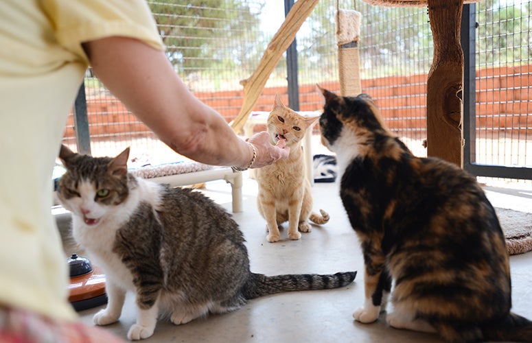 Shy Cat Socialization | Best Friends Animal Society