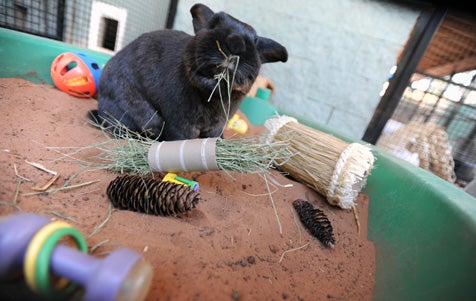 Rabbit Enrichment | Best Friends Animal Society