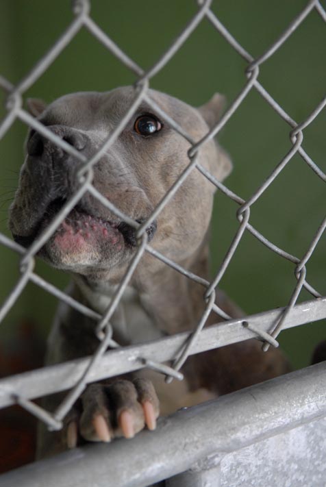 Dog Breed Ban Denver Colorado | Best Friends Animal Society