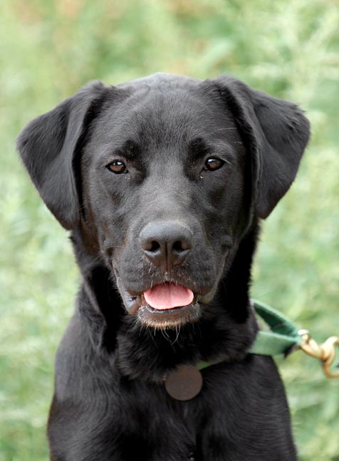 Service Dog Training | Best Friends Animal Society