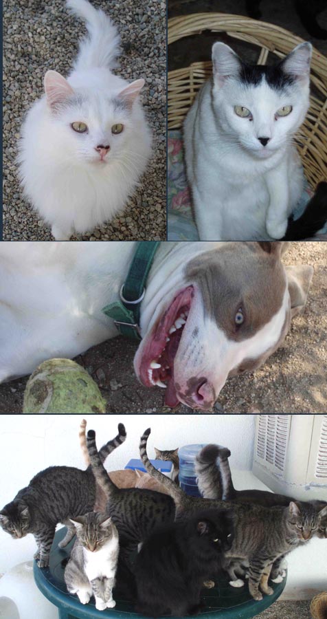 Cat & Canine Assistance, Referral & Education | Best Friends Animal Society