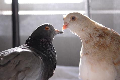 Two Pigeon Friends | Best Friends Animal Society