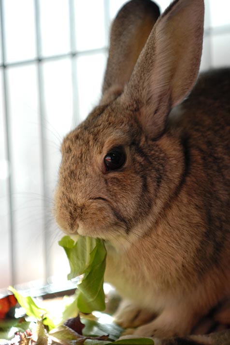 Rewilding Wild Animals | Best Friends Animal Society