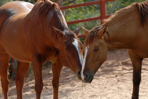 Horse Friends | Best Friends Animal Society