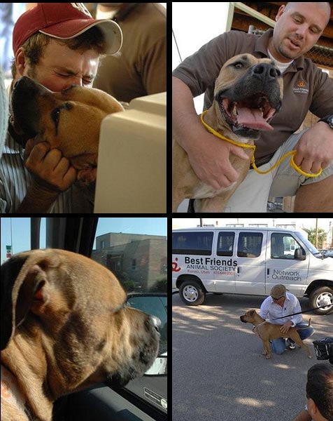 Pit Bull Ban in Denver Colorado | Best Friends Animal Society