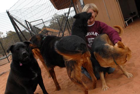 Pack Leader Dog | Best Friends Animal Society