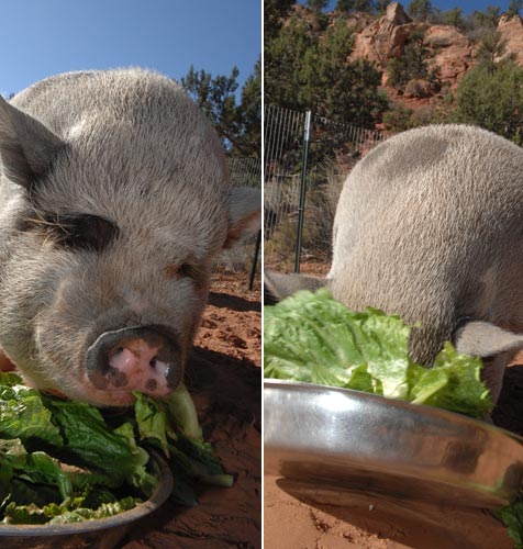 Obese Pig Loses Weight | Best Friends Animal Society