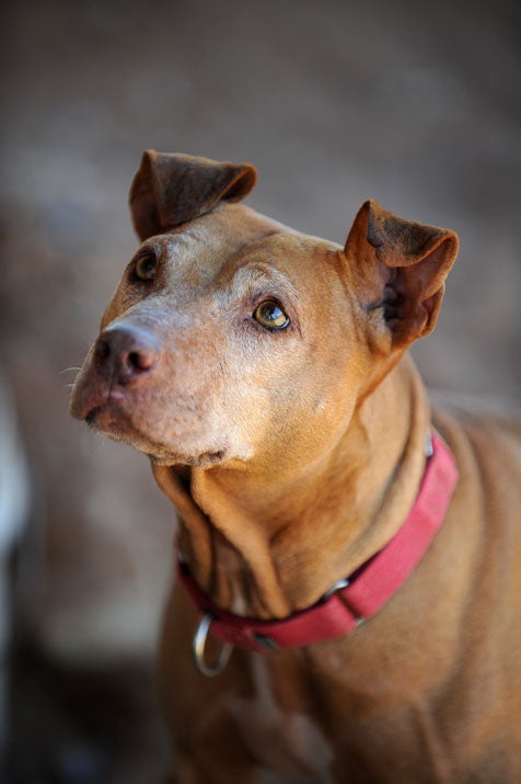 Little Red Vicktory Dog Turnaournd | Best Friends Animal Society
