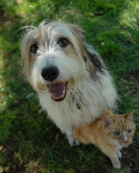 Shelter access | Best Friends Animal Society