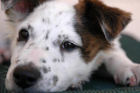 Ticked off | Best Friends Animal Society