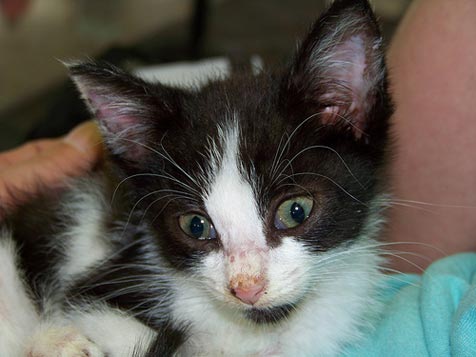 Three-Legged Kitten from Iowa TNR Program | Best Friends Animal Society