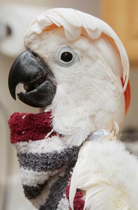 The art of healing | Best Friends Animal Society