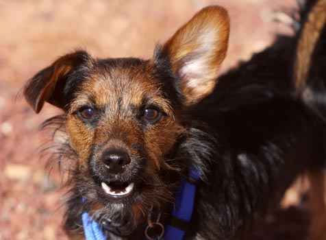 Puppies from Backyard Breeders | Best Friends Animal Society