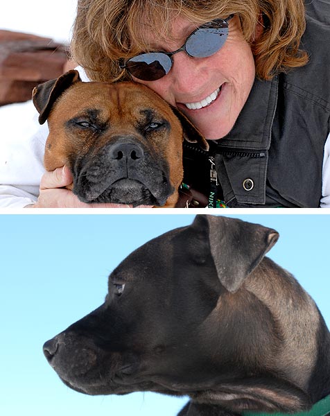 Study of Michael Vick Dogs | Best Friends Animal Society