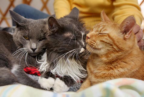 Feline finishing school | Best Friends Animal Society