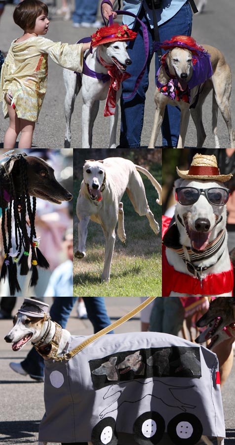 Greyhound Gathering | Best Friends Animal Society