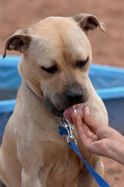 Dog Loves Ice Cubes | Best Friends Animal Society
