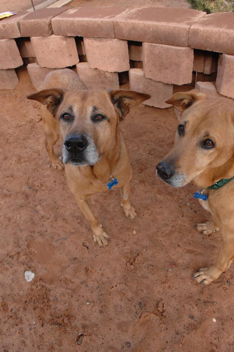 Two Chained Up Dogs | Best Friends Animal Society