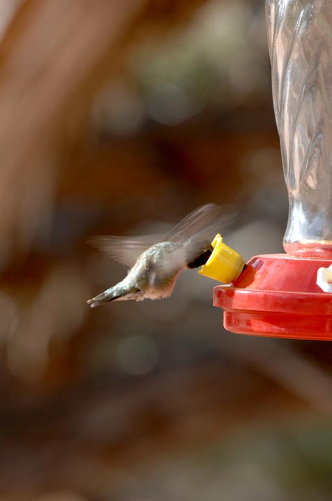 Catching and Releasing Hummingbirds | Best Friends Animal Society