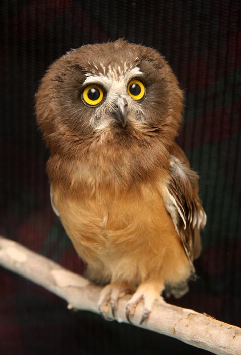 Fledgling Northern Saw-Whet Owl | Best Friends Animal Society
