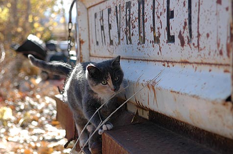 Randolph Iowa Stray Cat TNR | Best Friends Animal Society