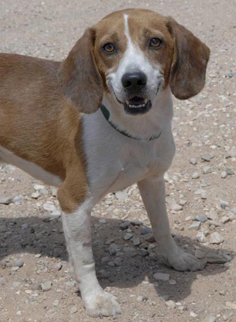 Shy Beagle Who Has Seizures Adopted | Best Friends Animal Society