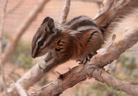 The cure for baldness | Best Friends Animal Society