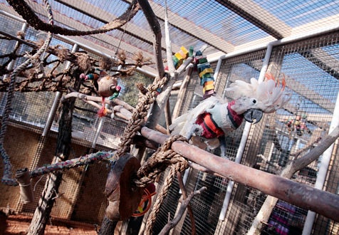 All-Weather Aviary | Best Friends Animal Society