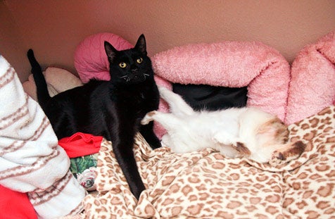 The cat with the padded pad | Best Friends Animal Society