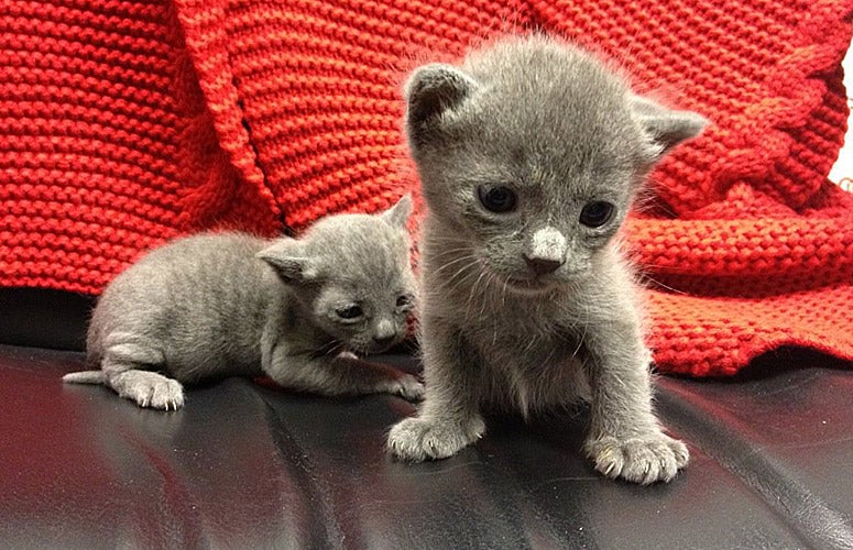 Kitten Season in Los Angeles | Best Friends Animal Society