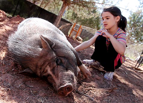 Pig from Hoarding Situation | Best Friends Animal Society