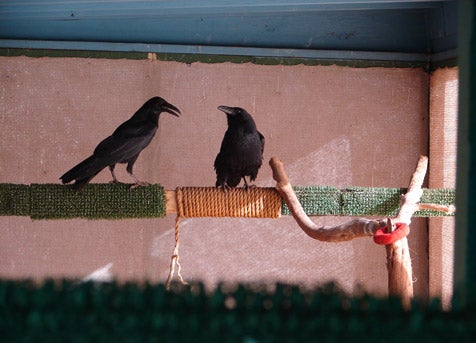 Rehabilitating Ravens and Song Birds | Best Friends Animal Society