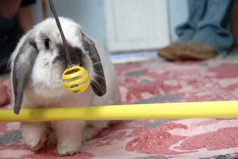 Training Your Rabbit | Best Friends Animal Society