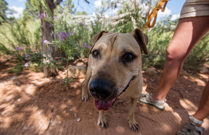 Hurricane Katrina Survivor Dog | Best Friends Animal Society