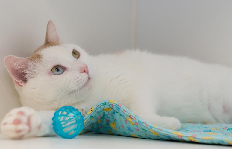 Central Texas Feline Rescue & Strut Your Mutt | Best Friends Animal Society