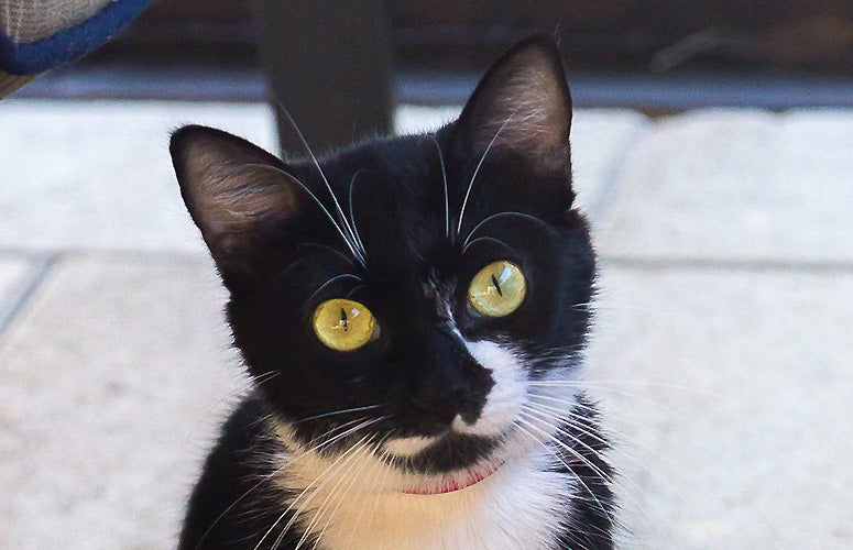 Humane Society of Tampa Bay Gets Grant | Best Friends Animal Society