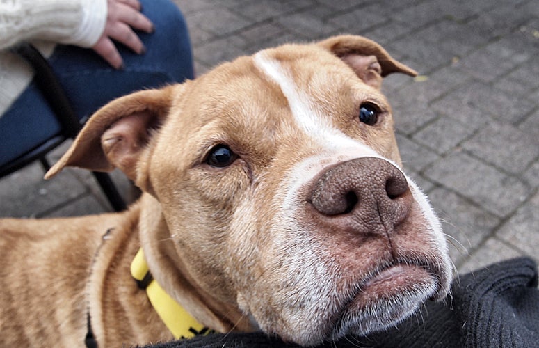 Superstorm Sandy Rescue Dog | Best Friends Animal Society