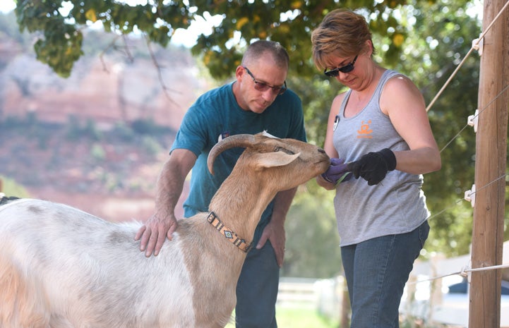 Gifts for Goats | Best Friends Animal Society