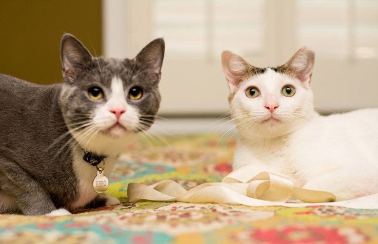 10 Tips to Help Cats | Best Friends Animal Society