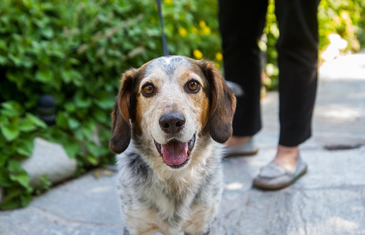 Shelter or Rescue Adoption| Best Friends Animal Society