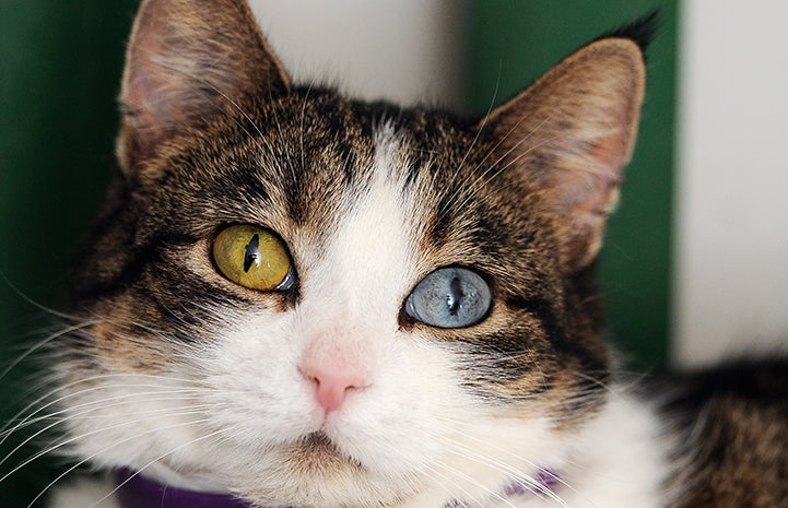 Adopt a Shelter Cat Month | Best Friends Animal Society