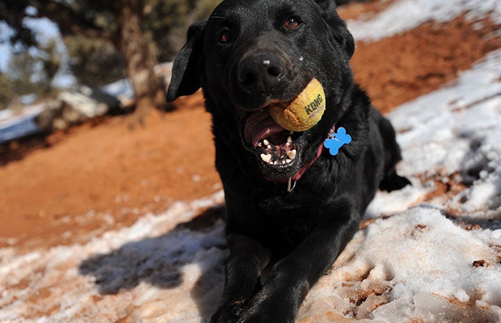 Rescue Dog Pictures | Best Friends Animal Society