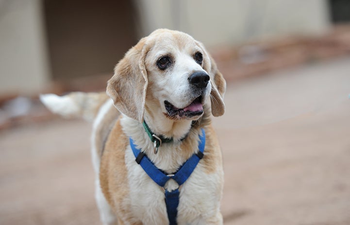 Fat Beagle Loses Weight | Best Friends Animal Society