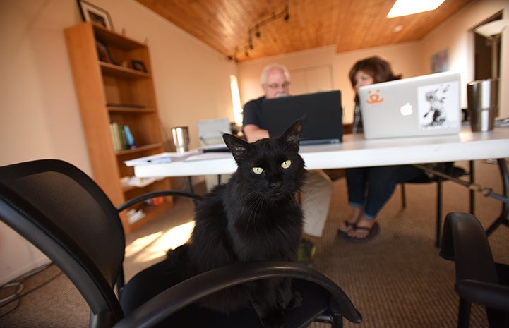 Corporate Cats | Best Friends Animal Society