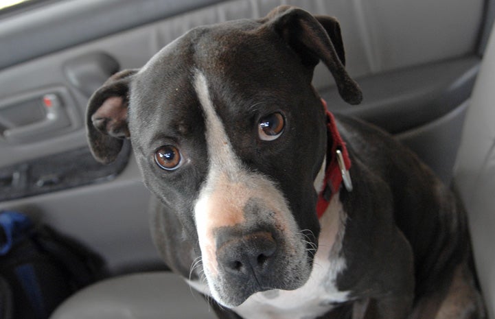 Curly the Vicktory Dog | Best Friends Animal Society